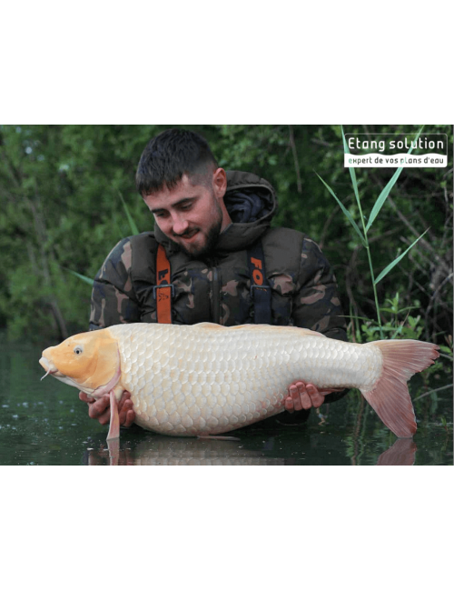 Prix Carpe Ko 70 Cm