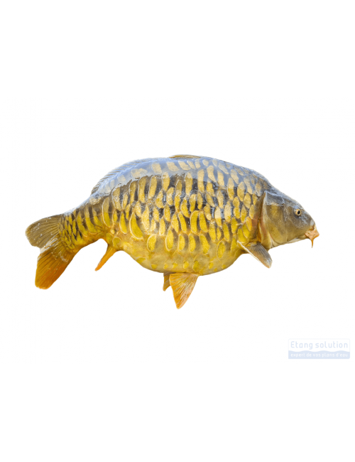 Achat de carpes d'exception en ligne 🐟 | Etang-solution