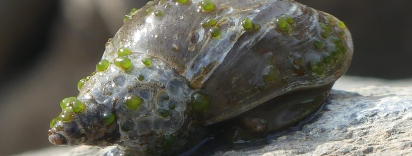 Les Escargots D eau Douce Alli s De Vos tangs Les Escargots D eau Douce Alli s De Vos tangs